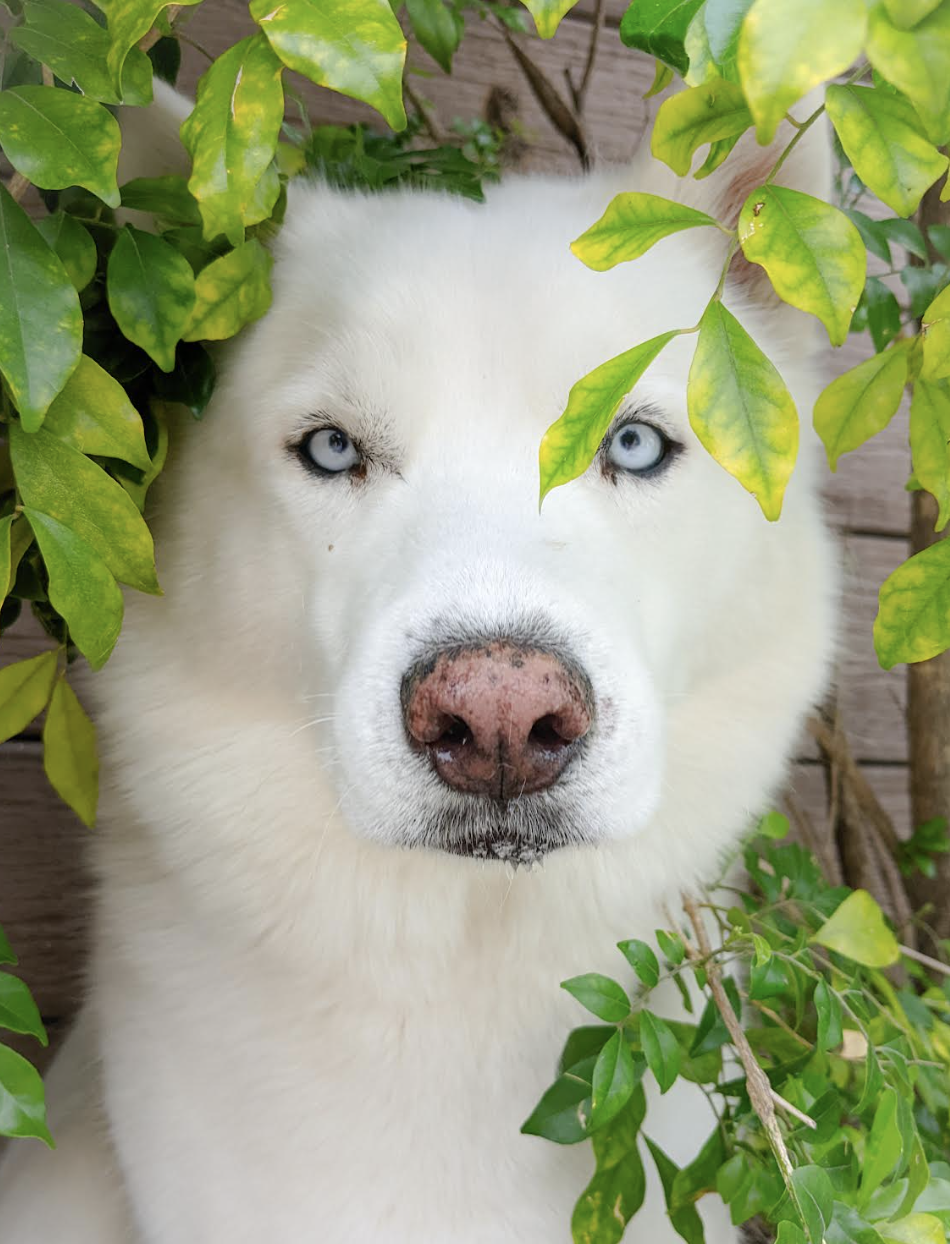 Albus - Pets